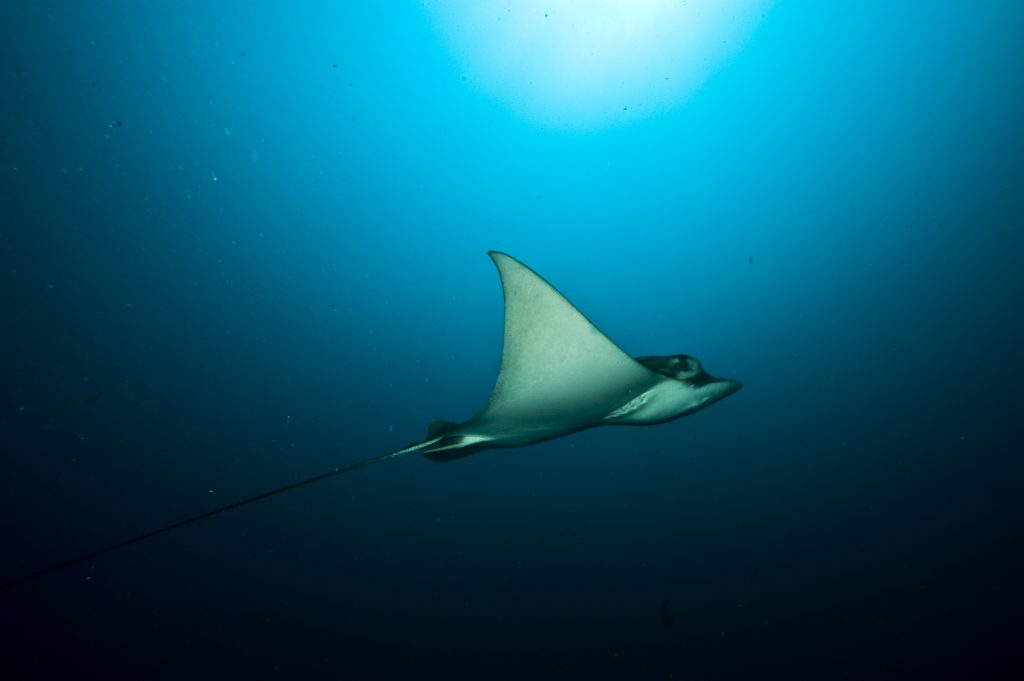 La estrategia de conservación de los batoideos en Canarias - El Mundo ...