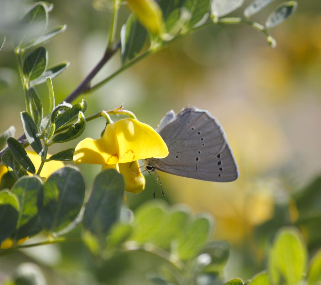 Una mariposa casi extinta, el inesperado habitante de una cantera